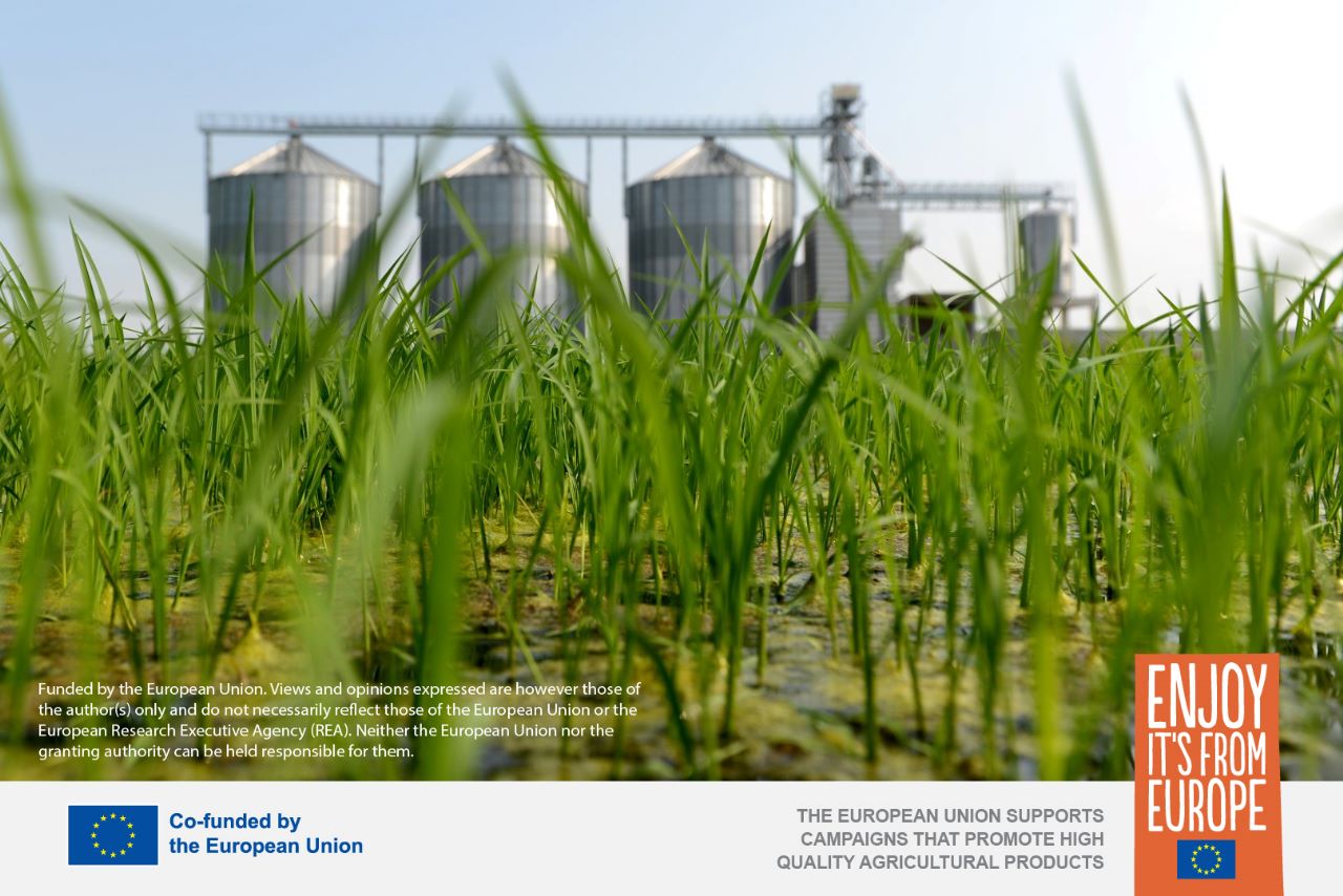 Deep Dive: All That You Need to Know About European Rice – Connecting ...